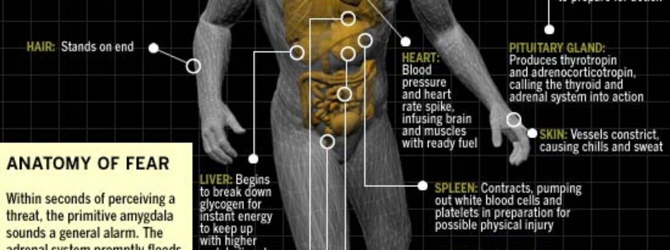 Anatomy of #FEAR – All #ourCOG News